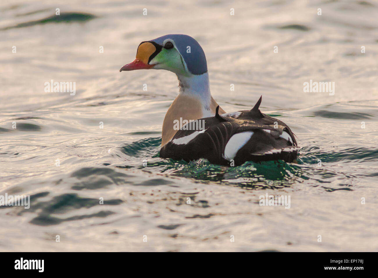 Scsomateria spectabilis hi-res stock photography and images - Alamy