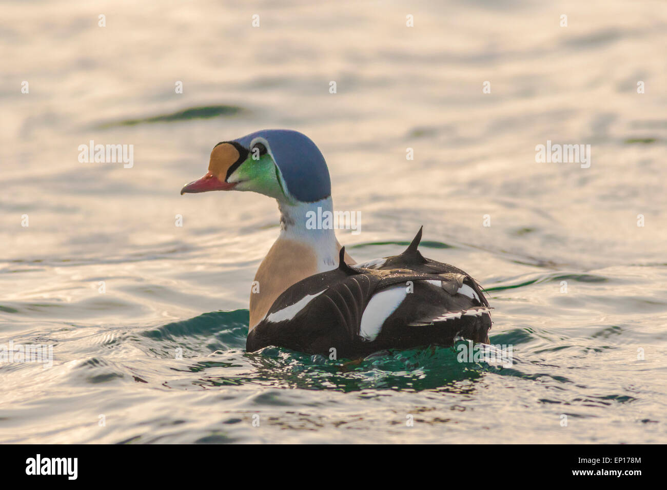 Male King eider, Somateria spectabilis, swimming in Atlantic ocean ...