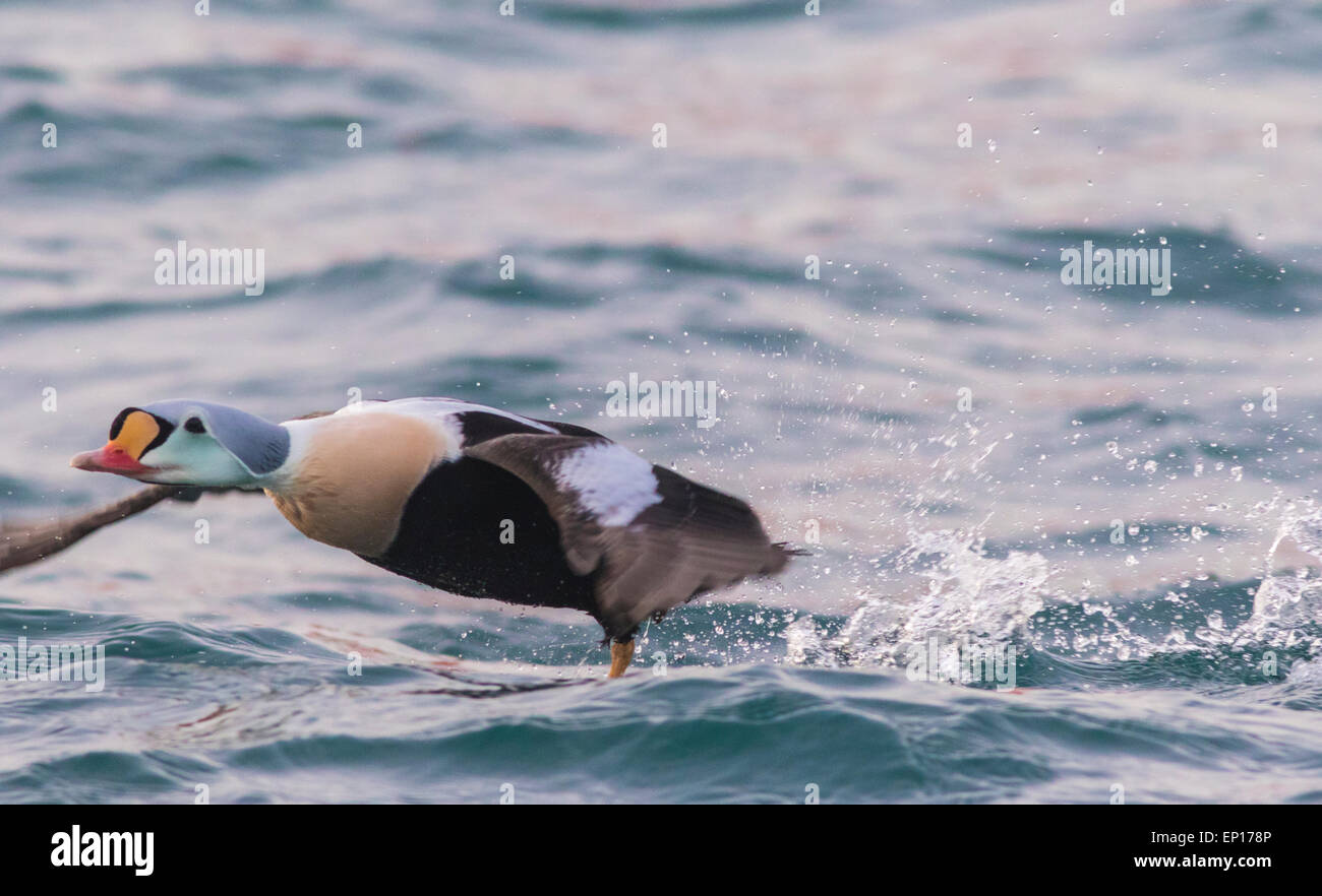 Male King eider, Somateria spectabilis, swimming in Atlantic ocean ...