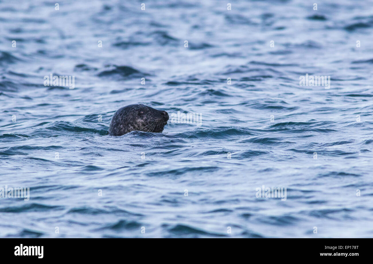 Seal sticking up his head of the water, Andenes, Norway Stock Photo - Alamy