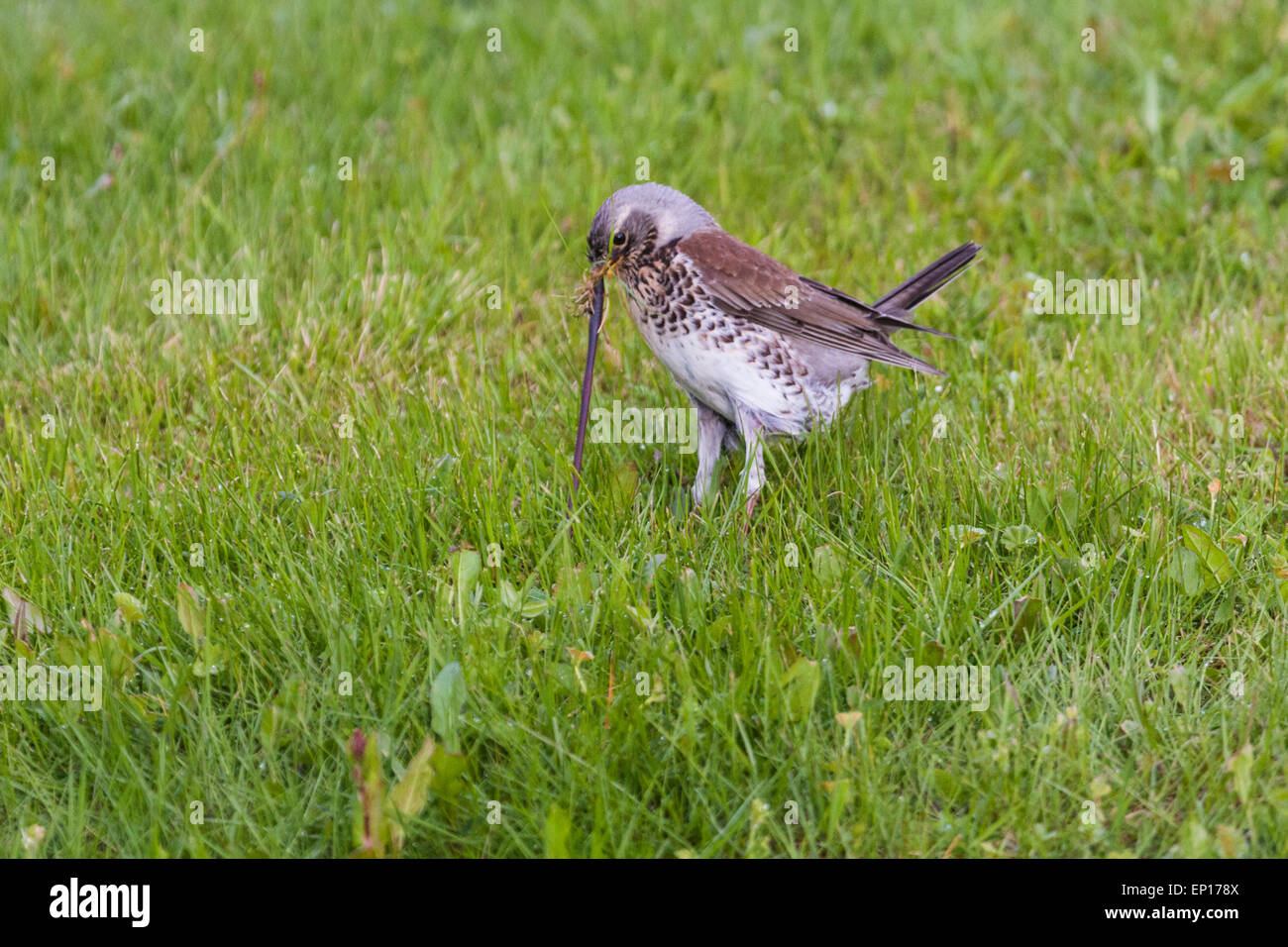 Bird pulling worm hi-res stock photography and images - Alamy