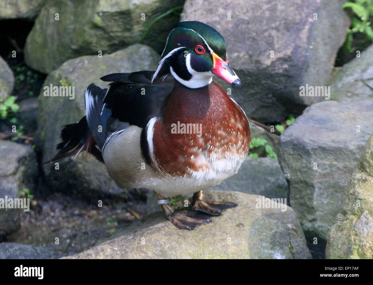 Mature North American Wood duck or Carolina duck (Aix sponsa) in full ...