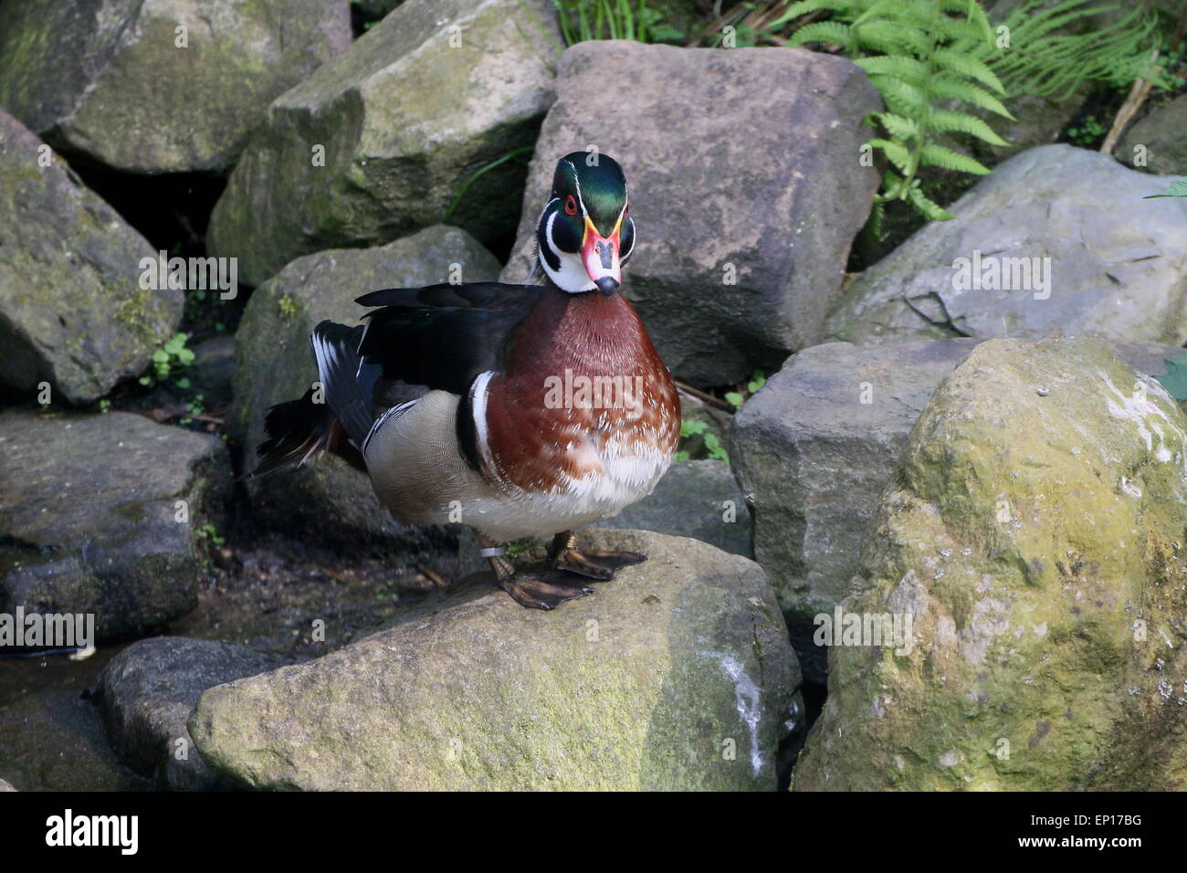 Male North American Wood duck or Carolina duck (Aix sponsa) in full ...