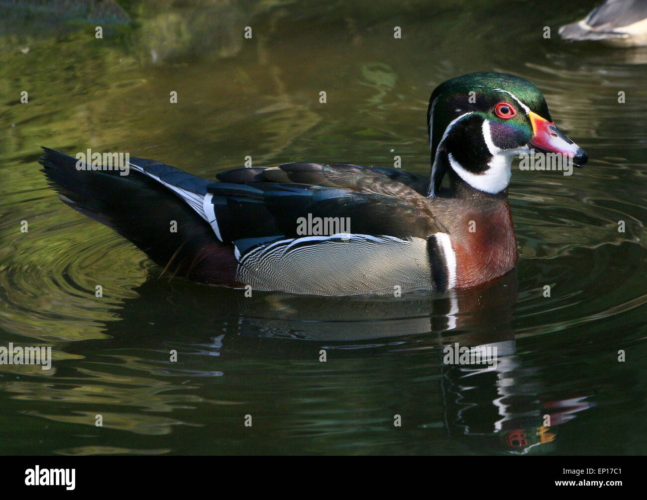 Swimming mature male Wood duck or Carolina duck (Aix sponsa) in full ...