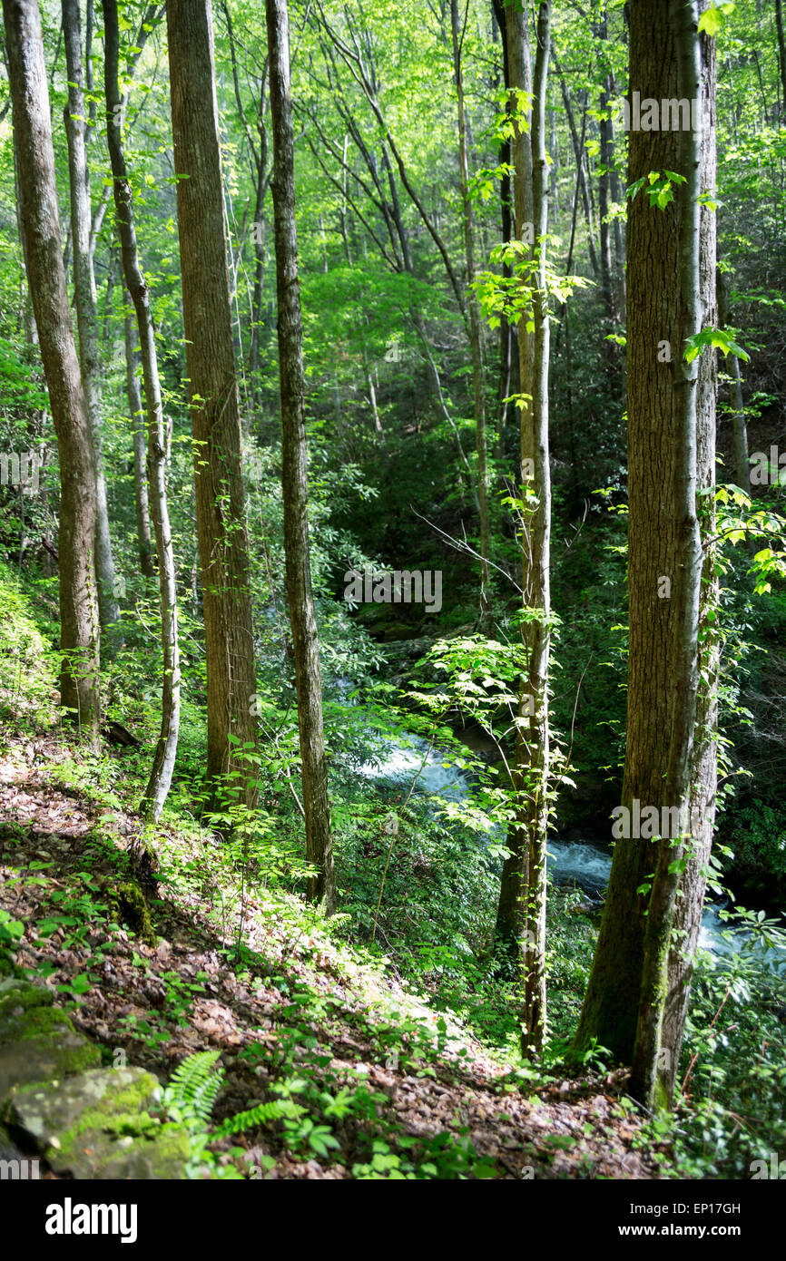 Smith Creek, Anna Ruby Falls, Chattahoochee-Oconee National Forest ...