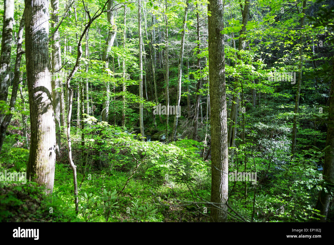Smith Creek, Anna Ruby Falls, Chattahoochee-Oconee National Forest ...