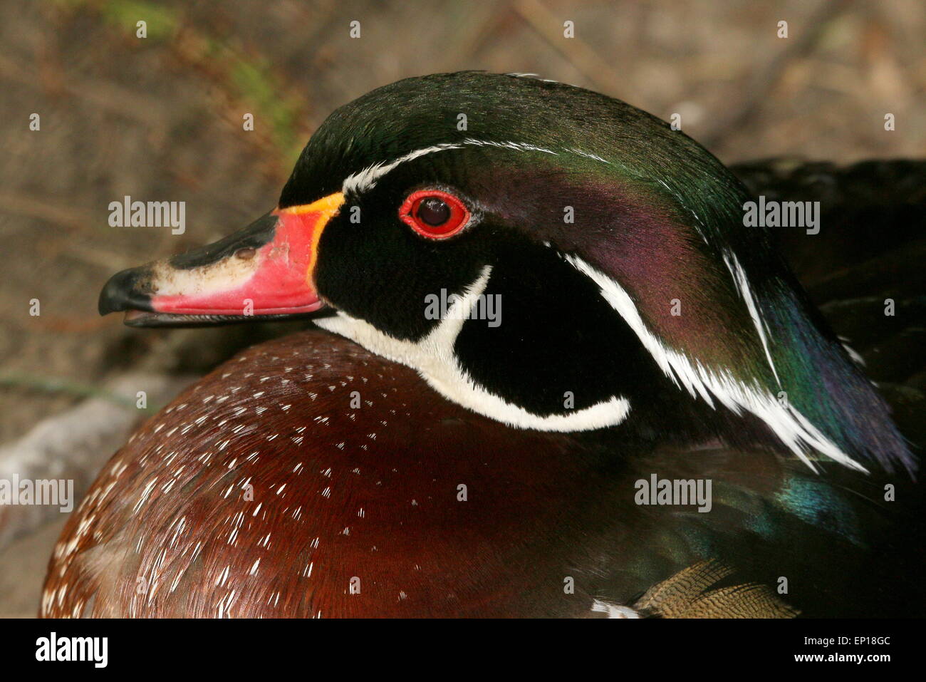 Mature North American Wood duck or Carolina duck (Aix sponsa) in full ...