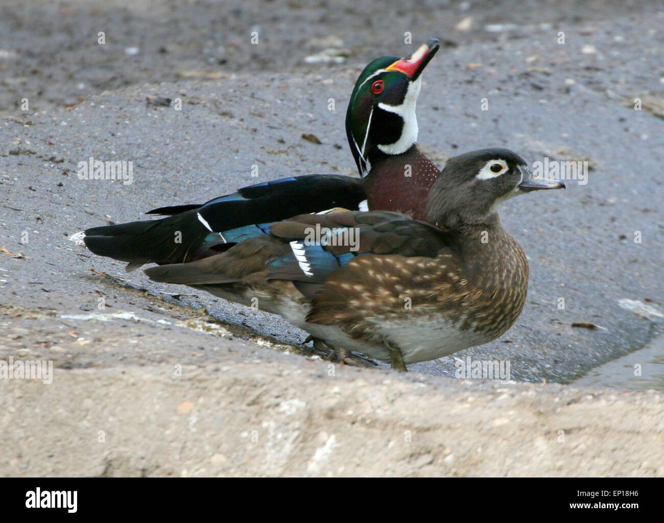 Mature male & female North American Wood duck or Carolina duck (Aix ...