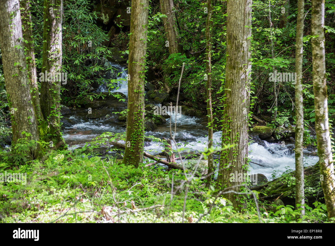 Smith Creek, Anna Ruby Falls, Chattahoochee-Oconee National Forest ...