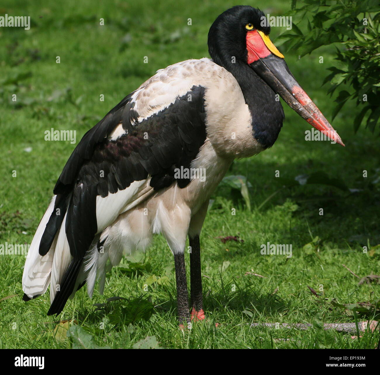Male West African Saddle-billed stork (Ephippiorhynchus senegalensis ...