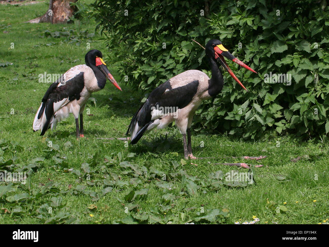 Bill clattering hi-res stock photography and images - Alamy