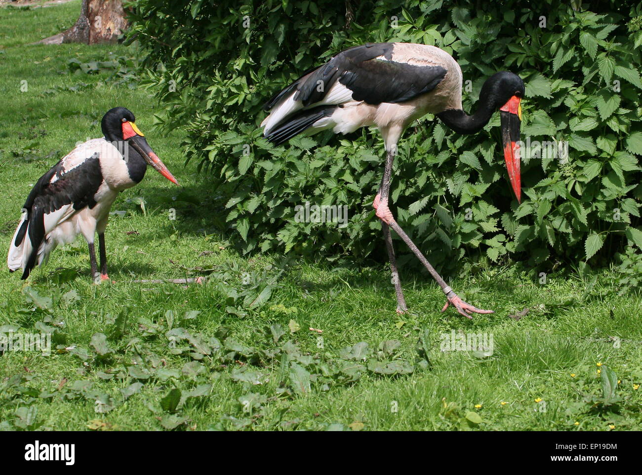 Male and female West African Saddle-billed stork (Ephippiorhynchus ...
