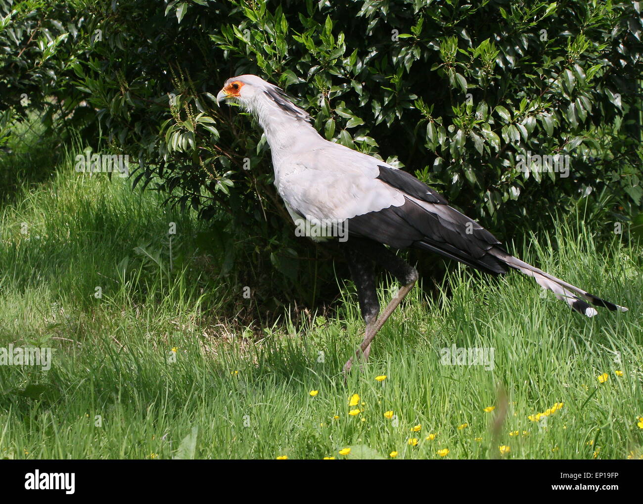 Serpentario serpentario hi-res stock photography and images - Alamy