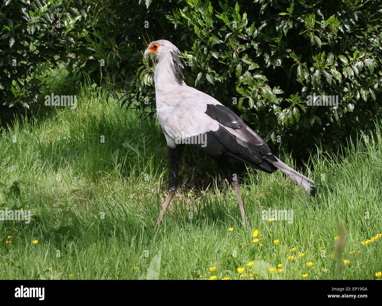 Serpentario serpentario hi-res stock photography and images - Alamy