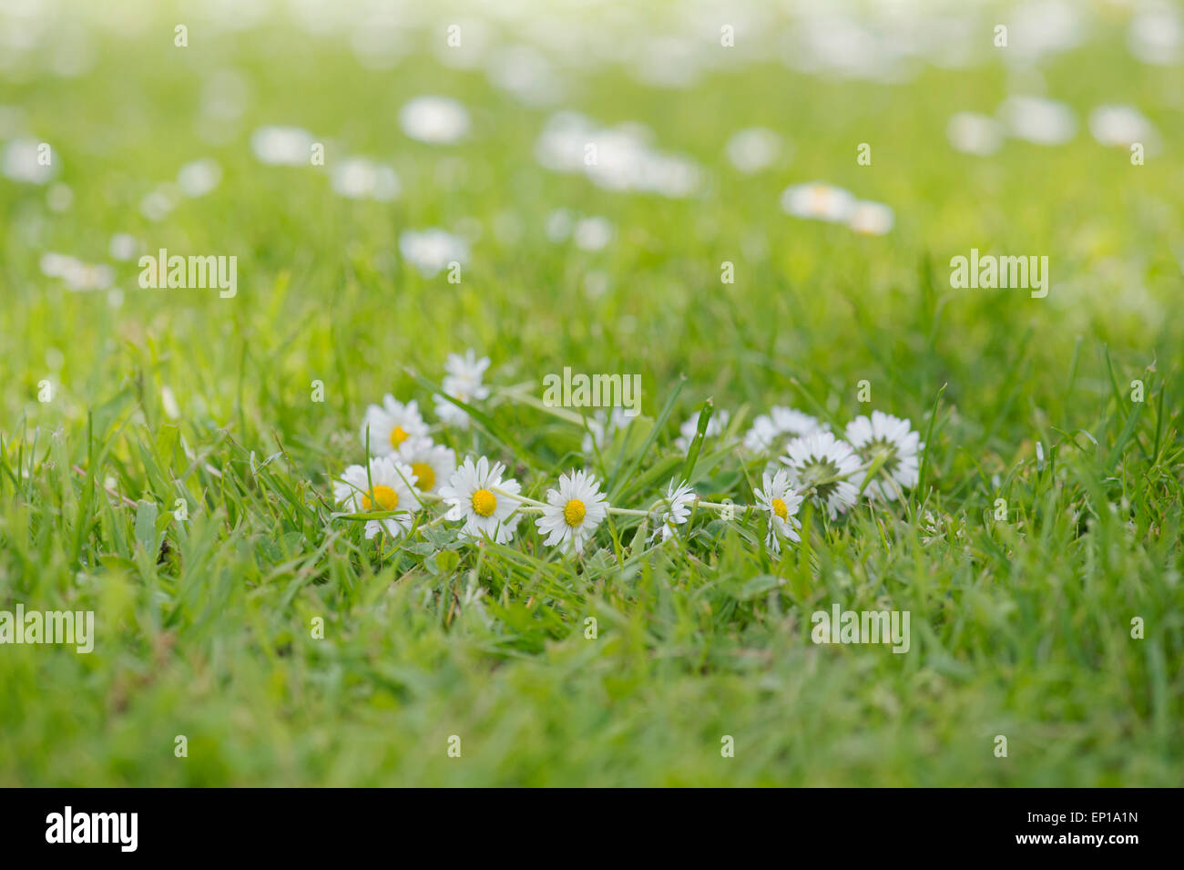 Daisy chain hi-res stock photography and images - Alamy