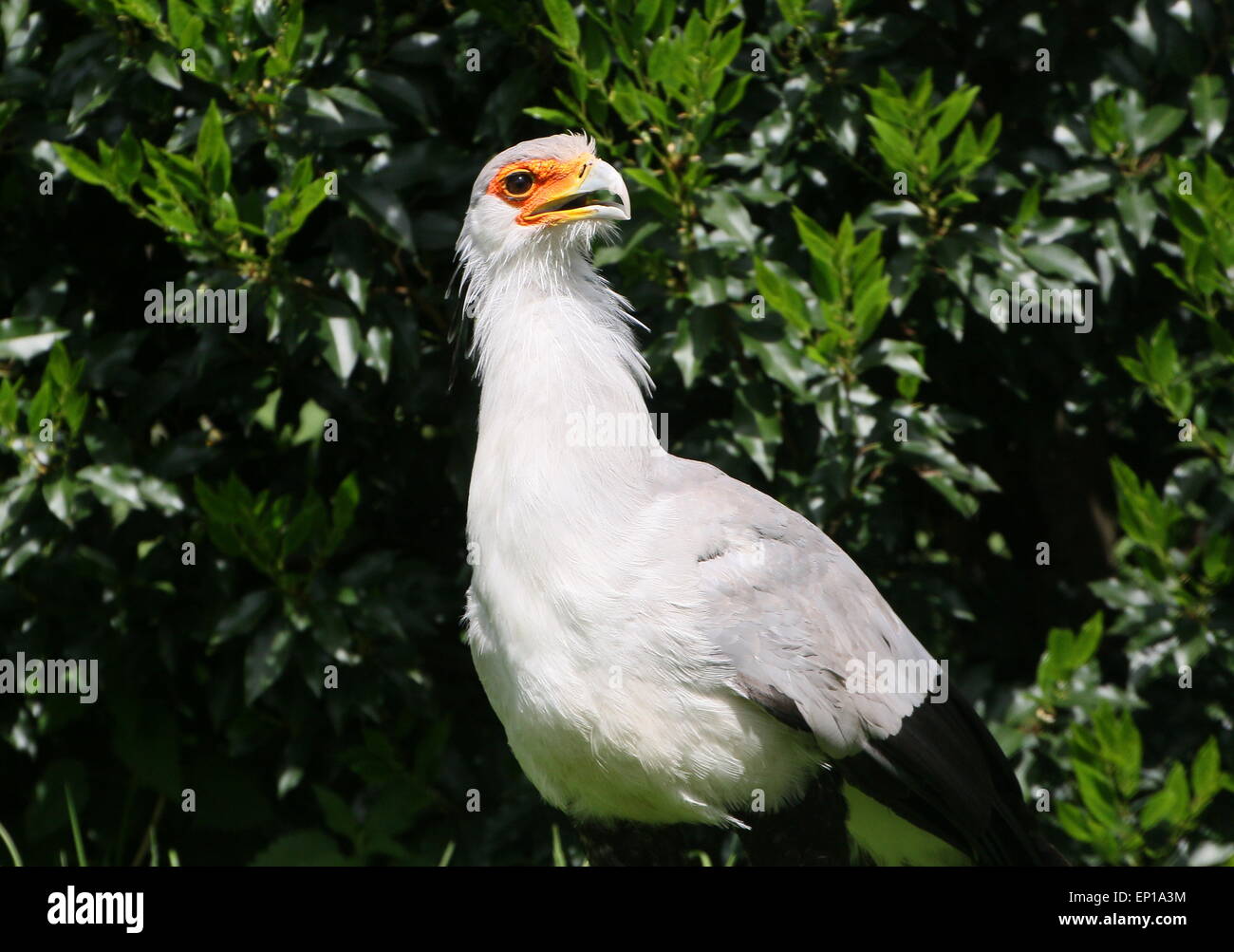 African Secretary bird (Sagittarius serpentarius Stock Photo - Alamy