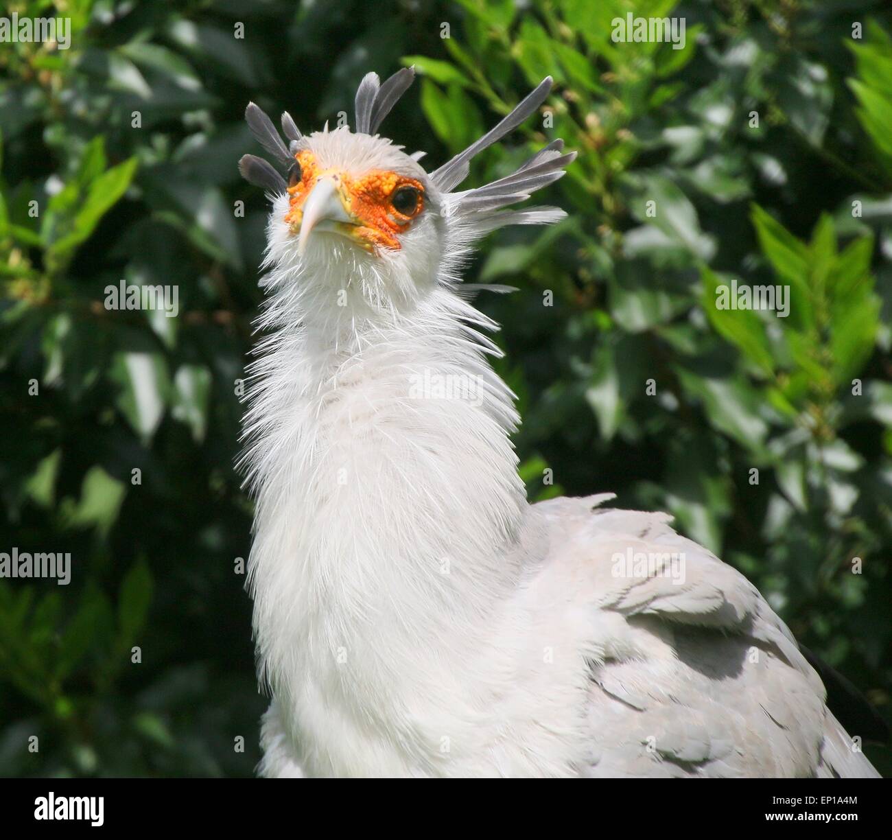 Sekretär vogel hi-res stock photography and images - Alamy