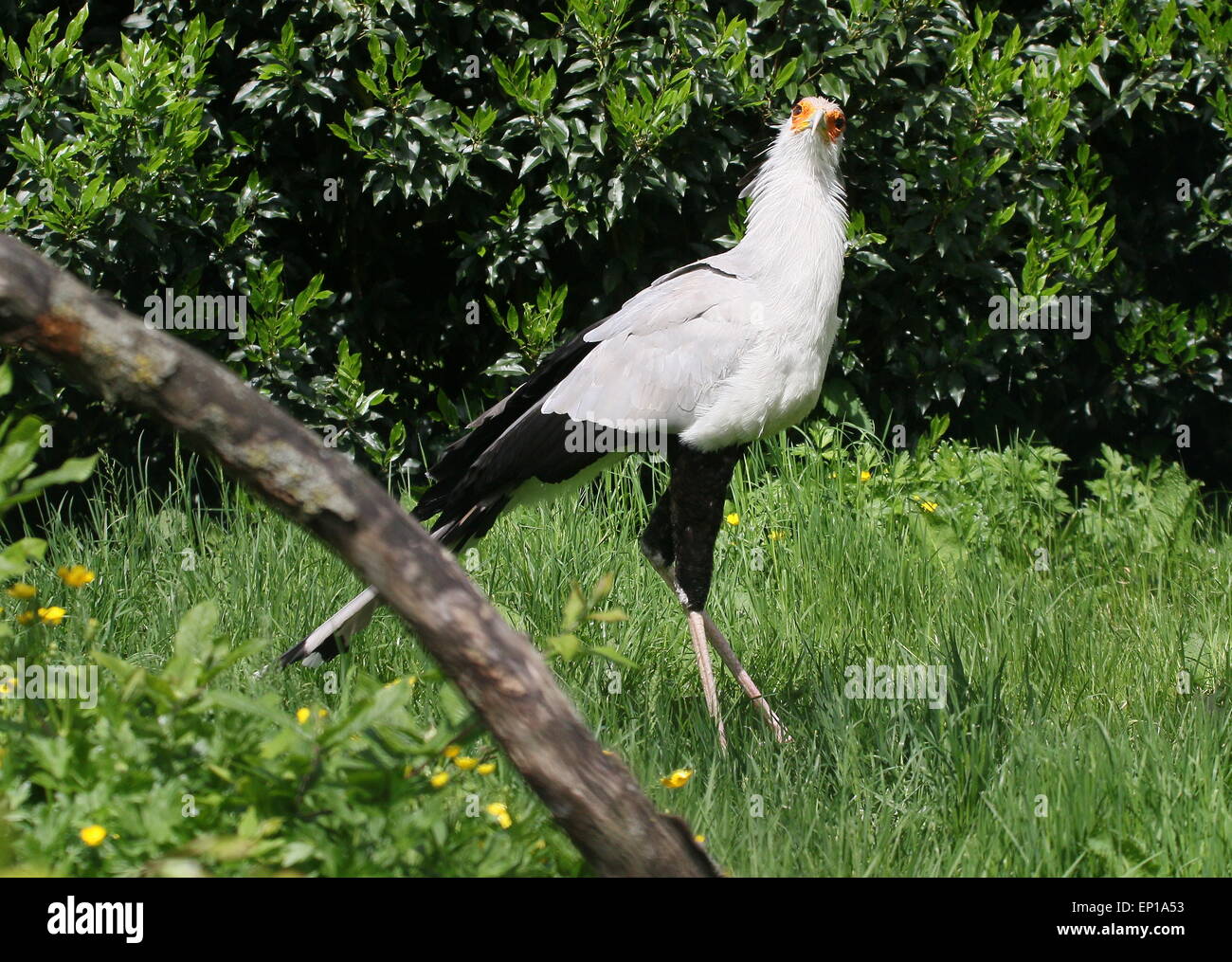 Serpentario serpentario hi-res stock photography and images - Alamy