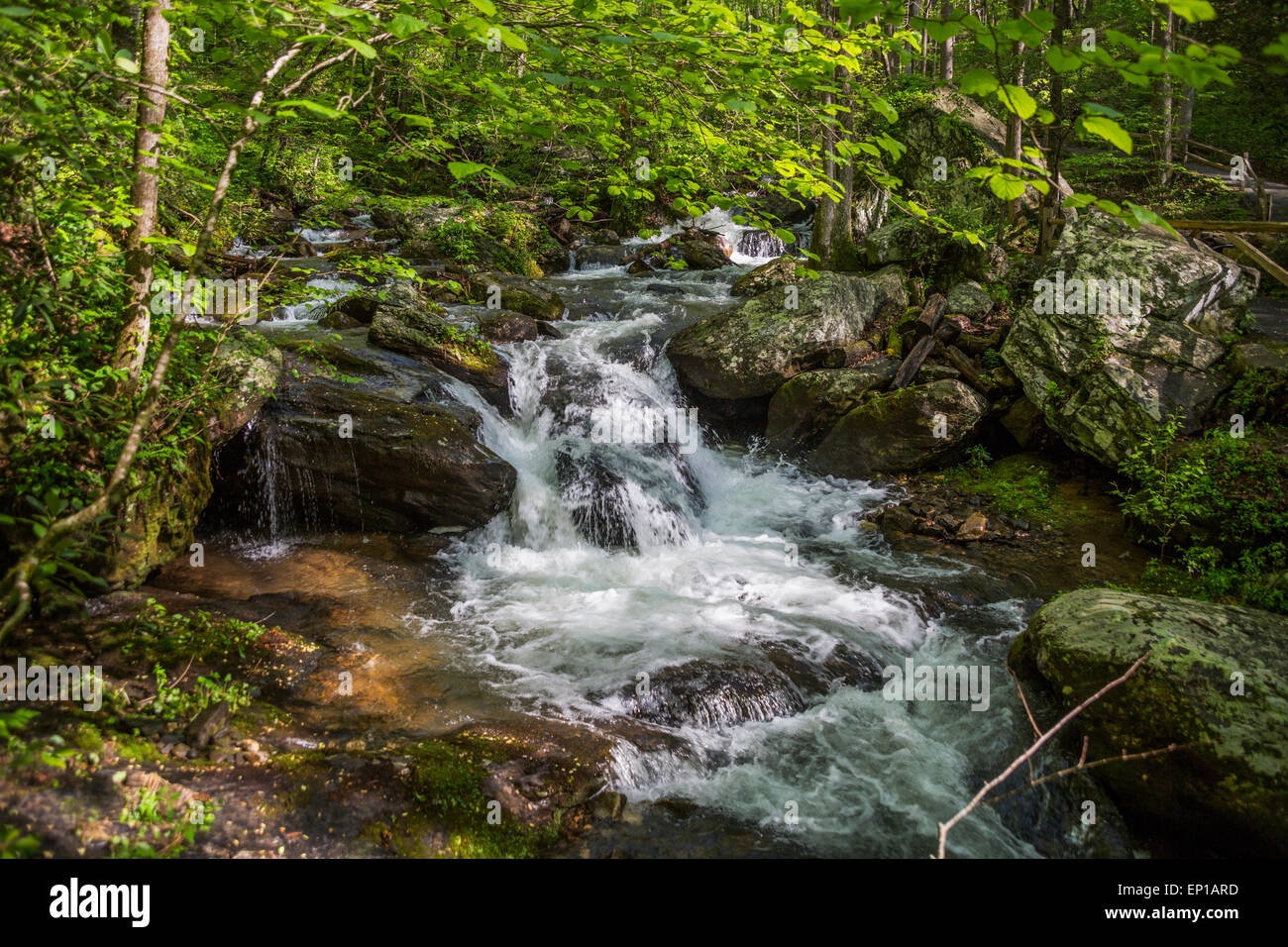 Smith Creek, Anna Ruby Falls, Chattahoochee-Oconee National Forest ...