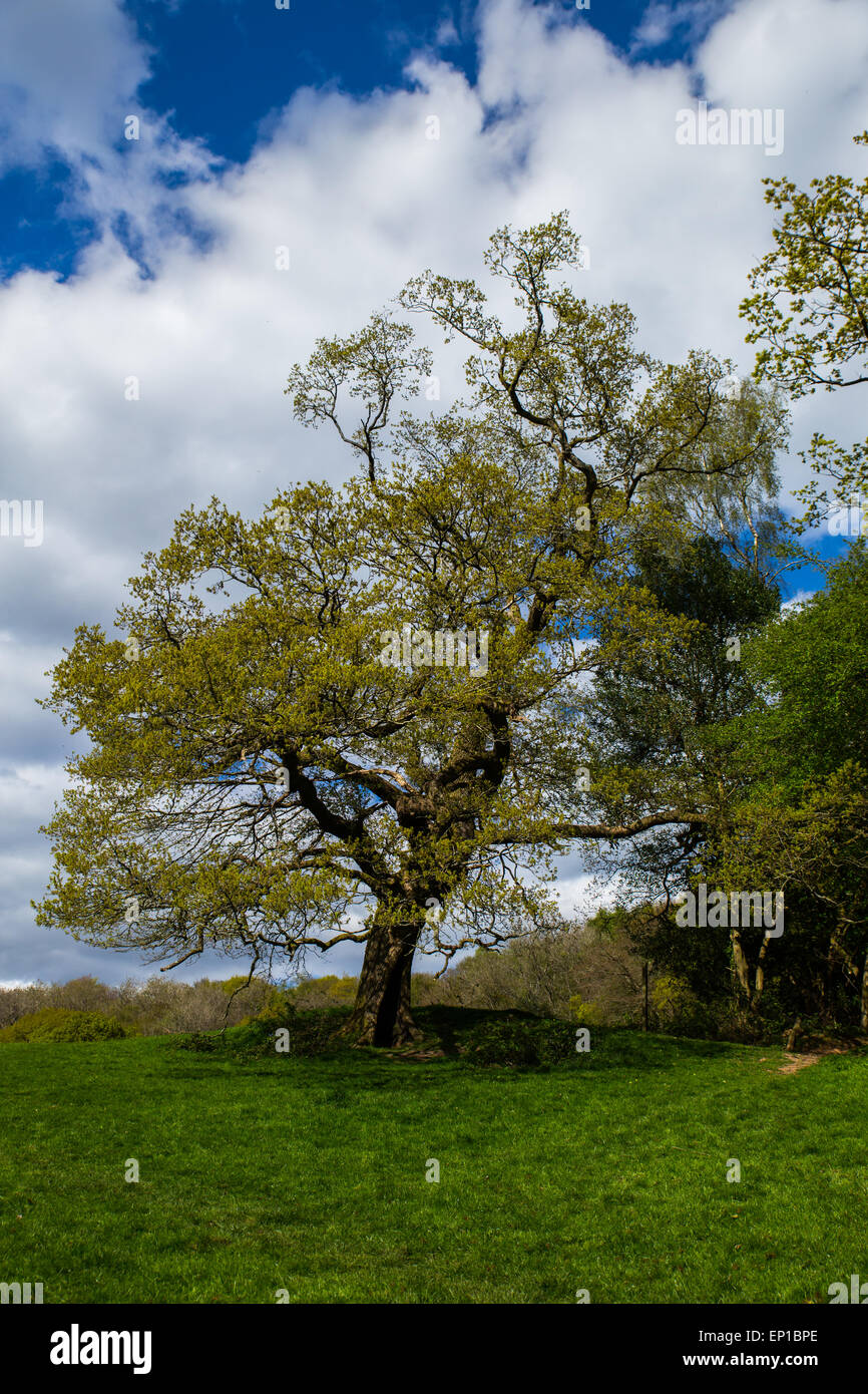 Spectacular Oak tree in the Wenallt Woods, Cardiff Stock Photo - Alamy