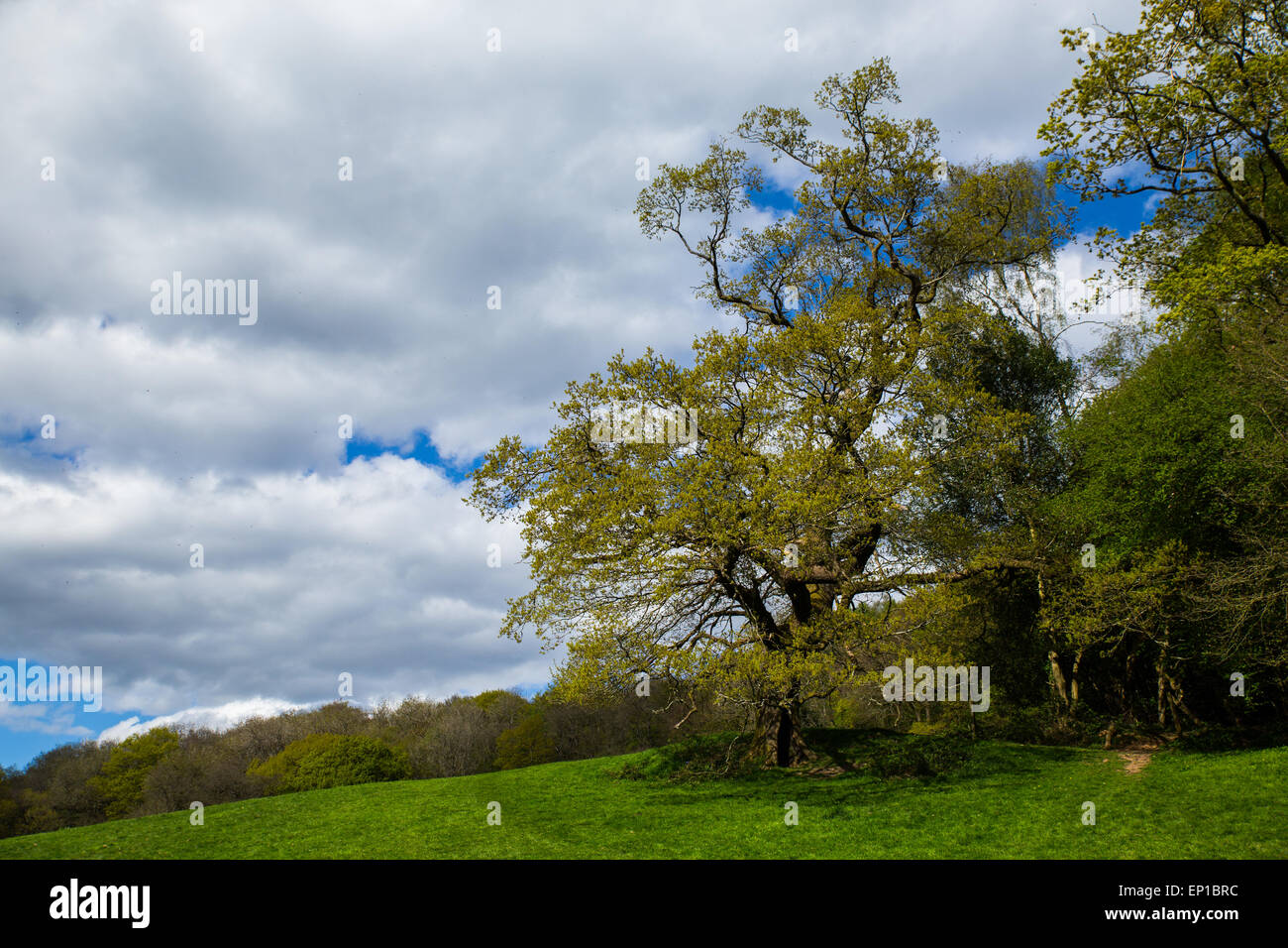 Spectacular Oak tree in the Wenallt Woods, Cardiff Stock Photo - Alamy