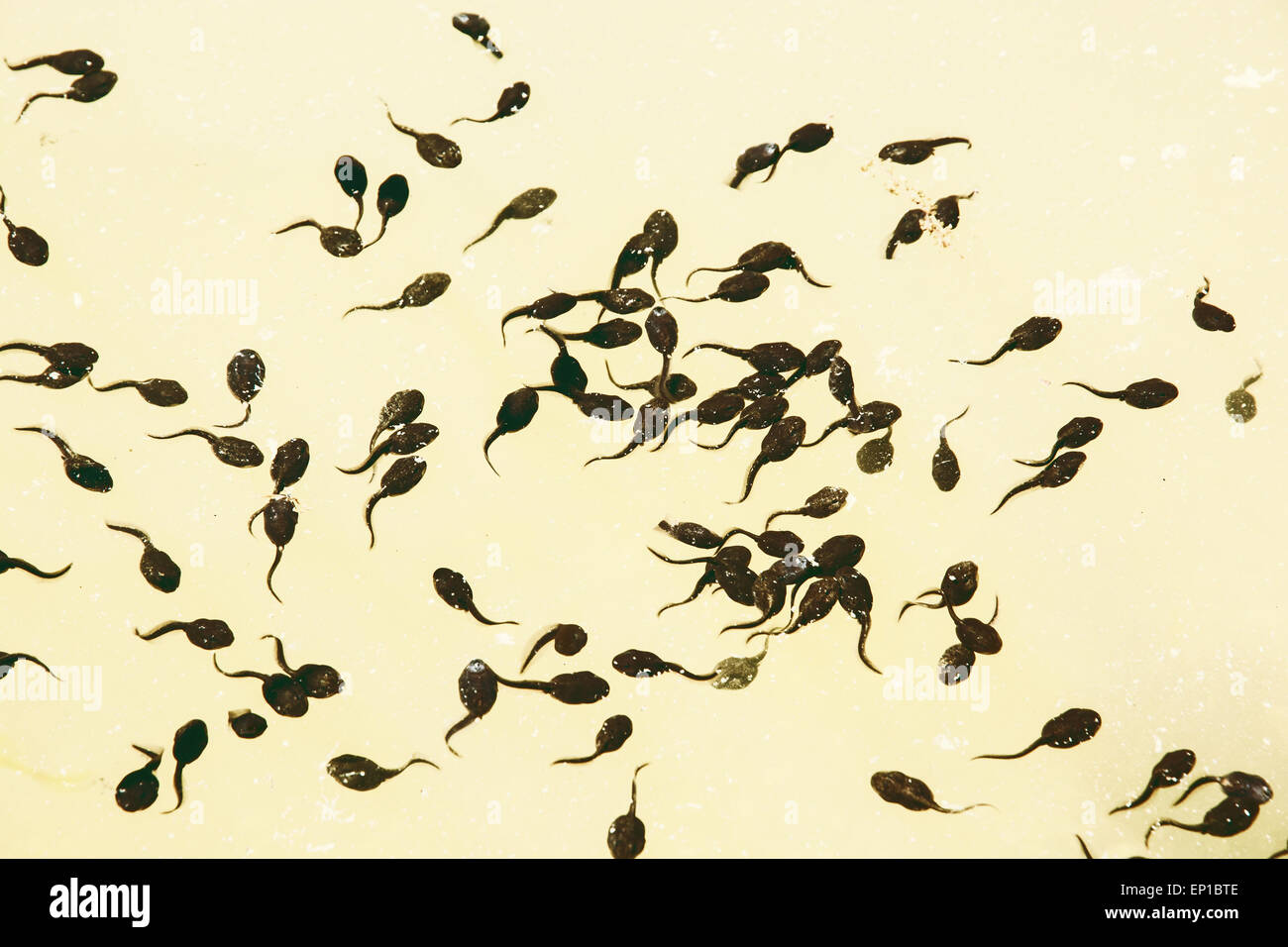Tadpoles in the lake. Natural background Stock Photo - Alamy