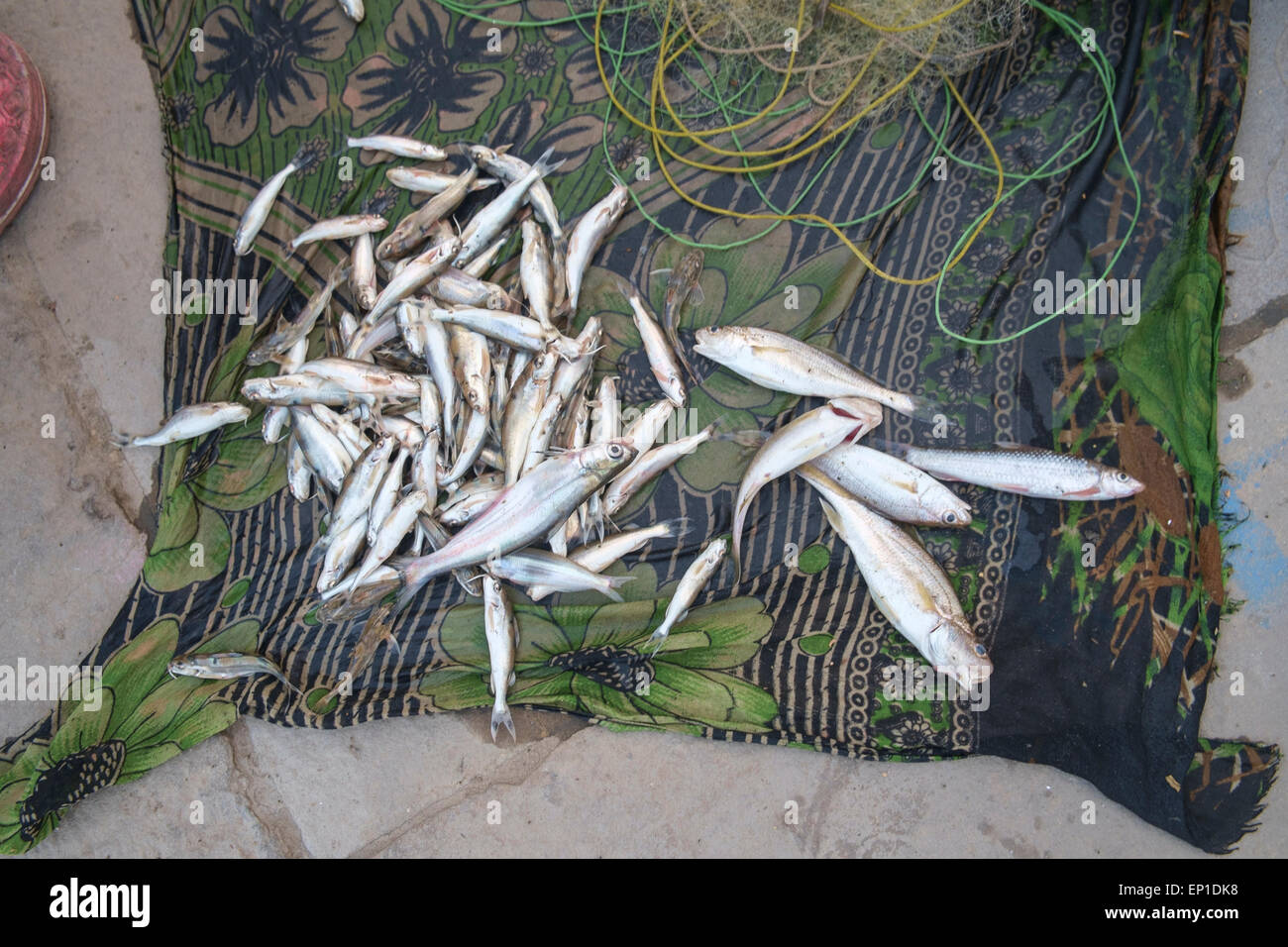 Fish cought in Ganger, Varanasi Stock Photo - Alamy