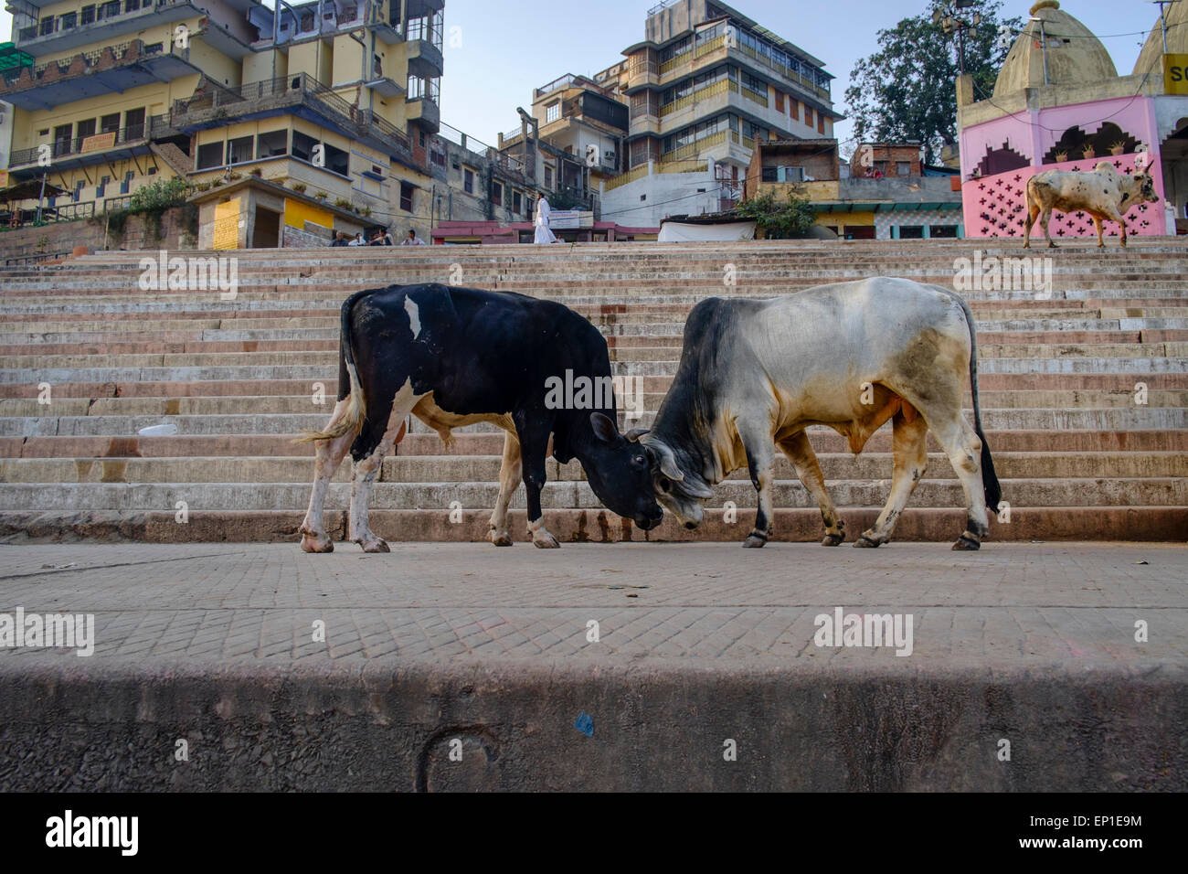 Indian bull fight hi-res stock photography and images - Alamy