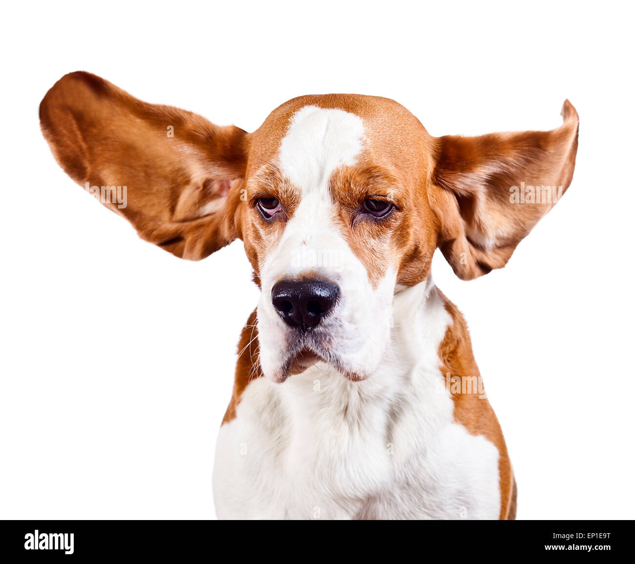 beagle head isolated on white background Stock Photo - Alamy