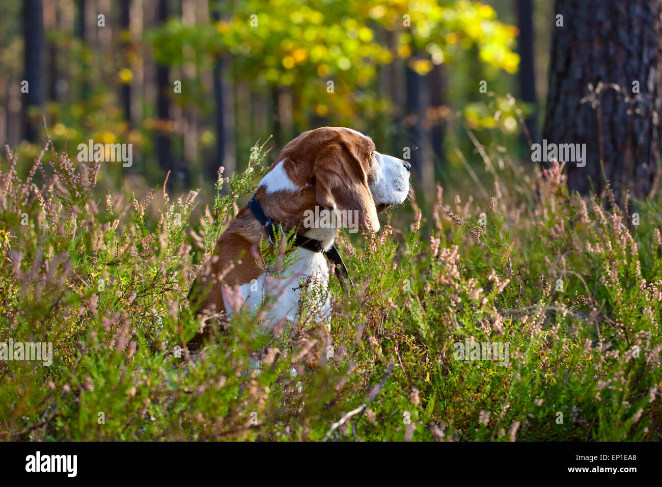 Beagle hunting in the thickets of Heather in a pine forest Stock Photo ...