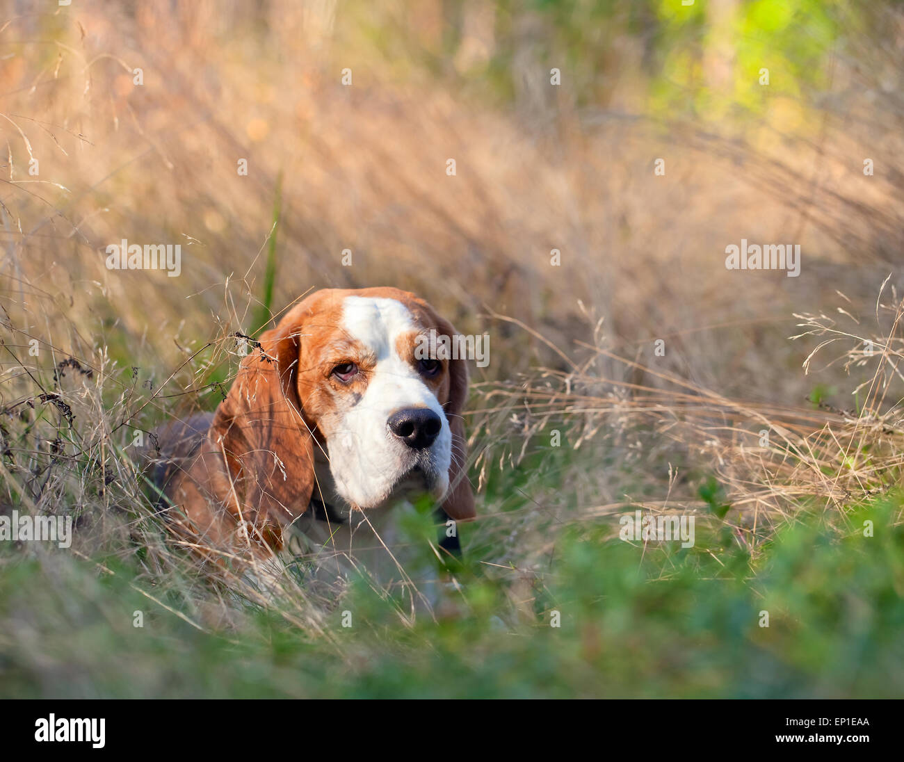 Beagle hunting hides in the grass Stock Photo - Alamy