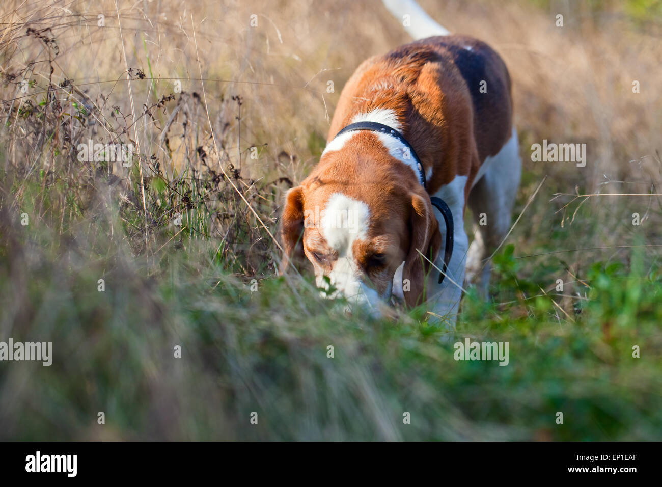 The Beagle in the grass on the trail Stock Photo - Alamy
