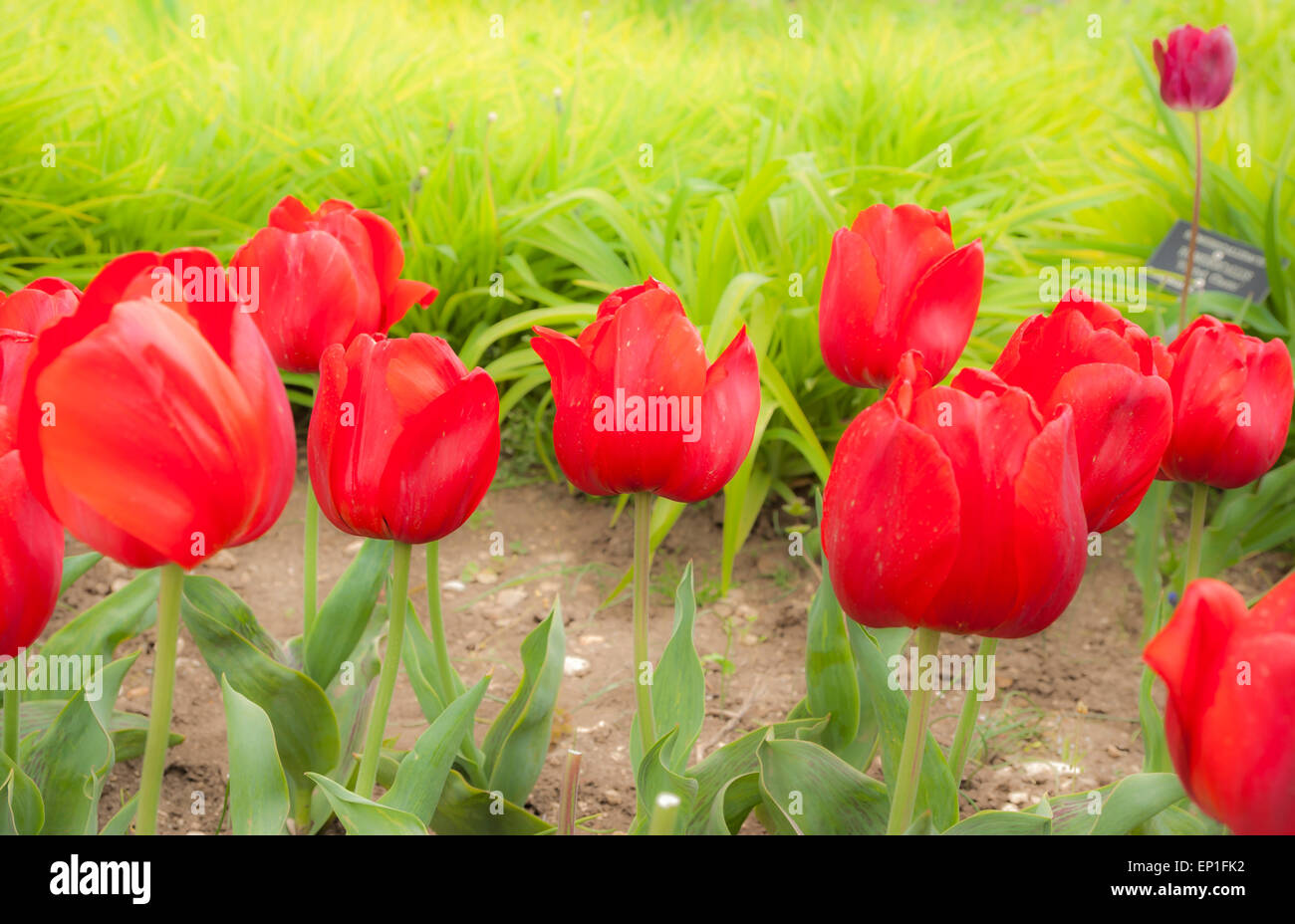 Red tulips background Stock Photo - Alamy