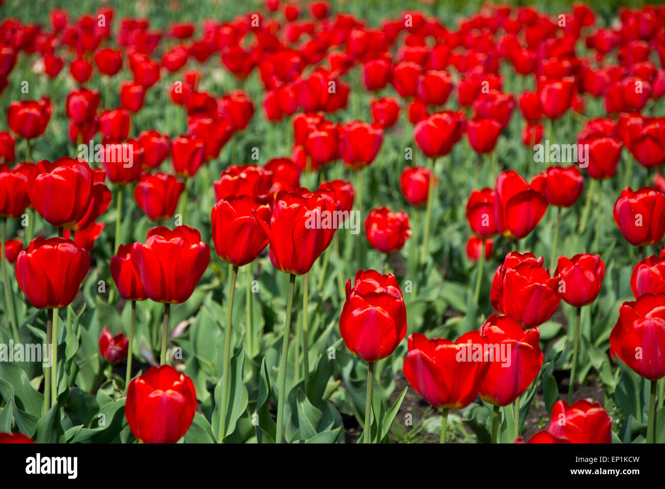 Large group of red tulips in the park Stock Photo - Alamy