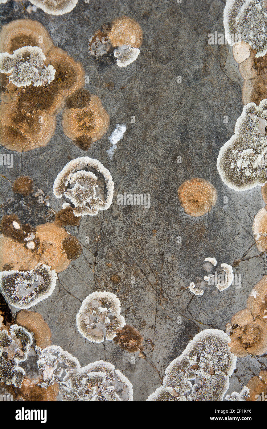 Lichens on rock hi-res stock photography and images - Alamy