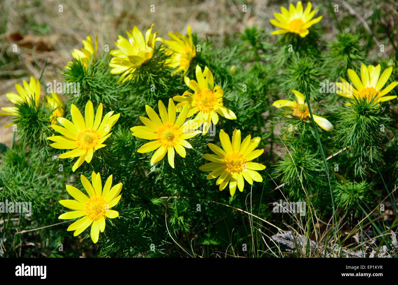 Yellow pheasants eye spring hi-res stock photography and images - Alamy