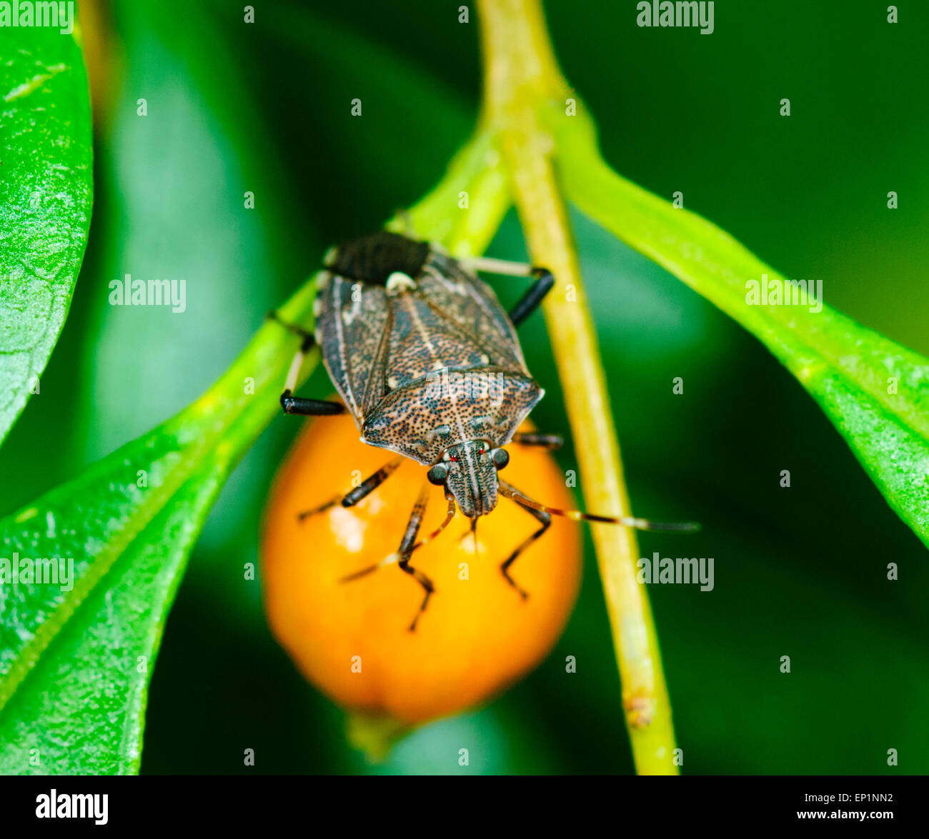 Brown stink bug hi-res stock photography and images - Alamy