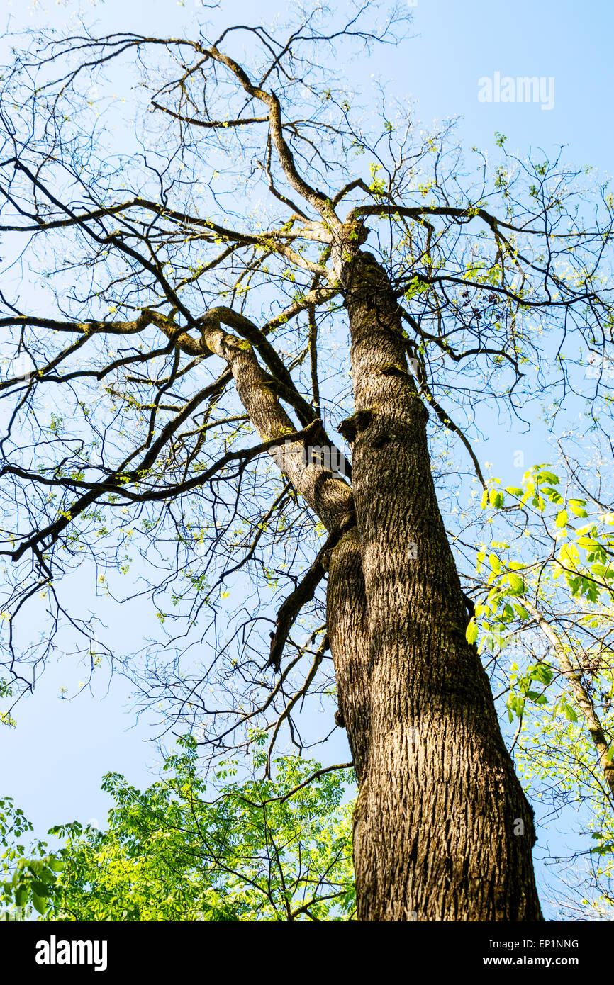 Hickory Tree, Smith Creek, Anna Ruby Falls, Chattahoochee-Oconee ...