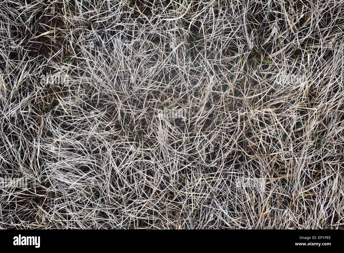 Vegetation brown grass hi-res stock photography and images - Alamy