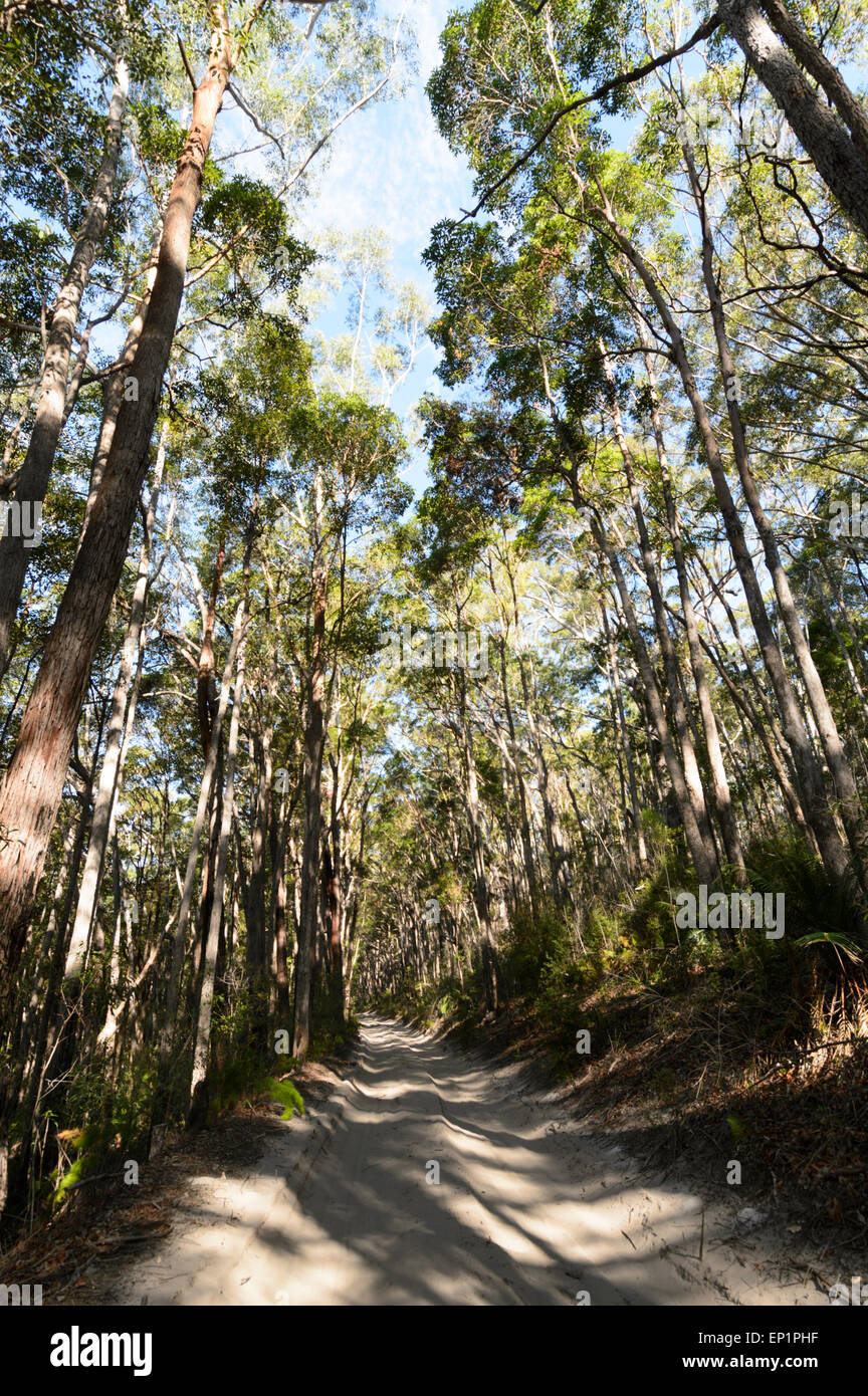 Sandy Track for 4x4 Driving, Fraser Island, Queensland, QLD, Australia ...