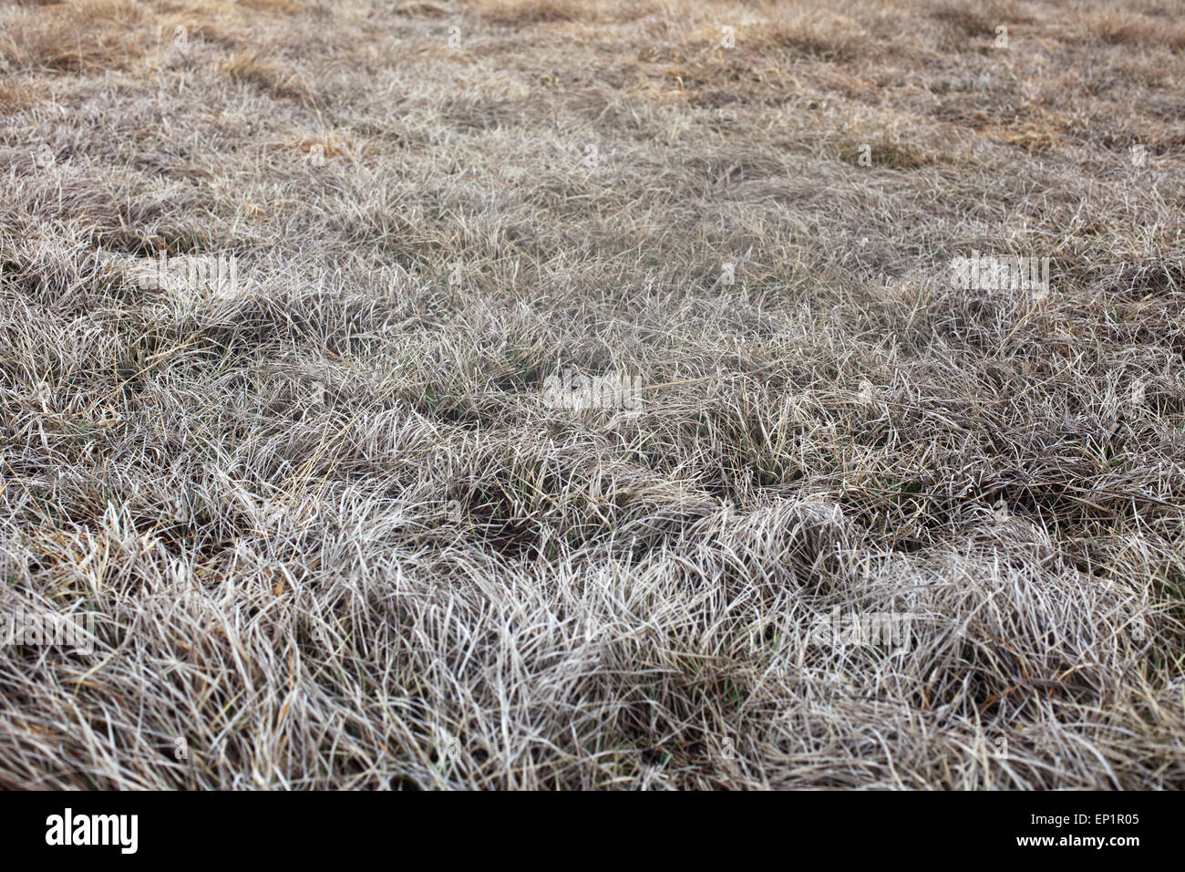 Vegetation brown grass hi-res stock photography and images - Alamy