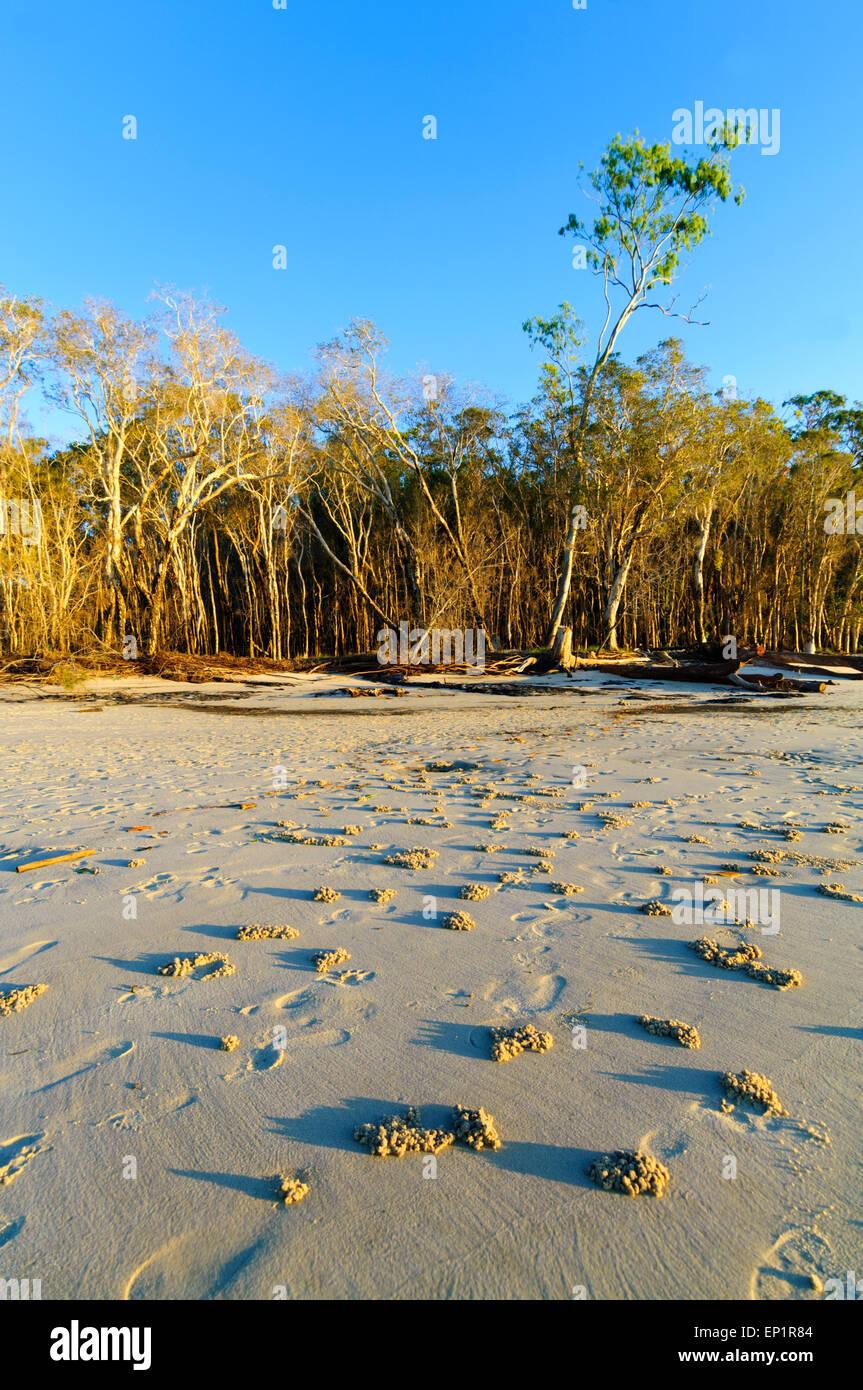 Bubbler Crabs (Scopimera inflata) Sand Balls, Fraser Island, Queensland ...