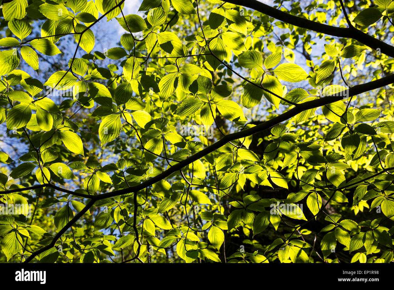 Leaves, Hemlock tree, Smith Creek, Anna Ruby Falls, Chattahoochee ...