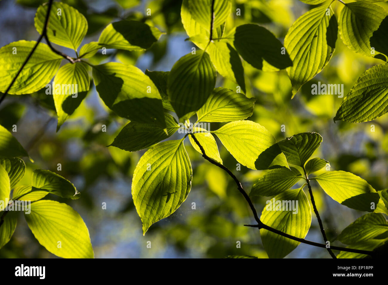 Leaves, Hemlock tree, Smith Creek, Anna Ruby Falls, Chattahoochee ...