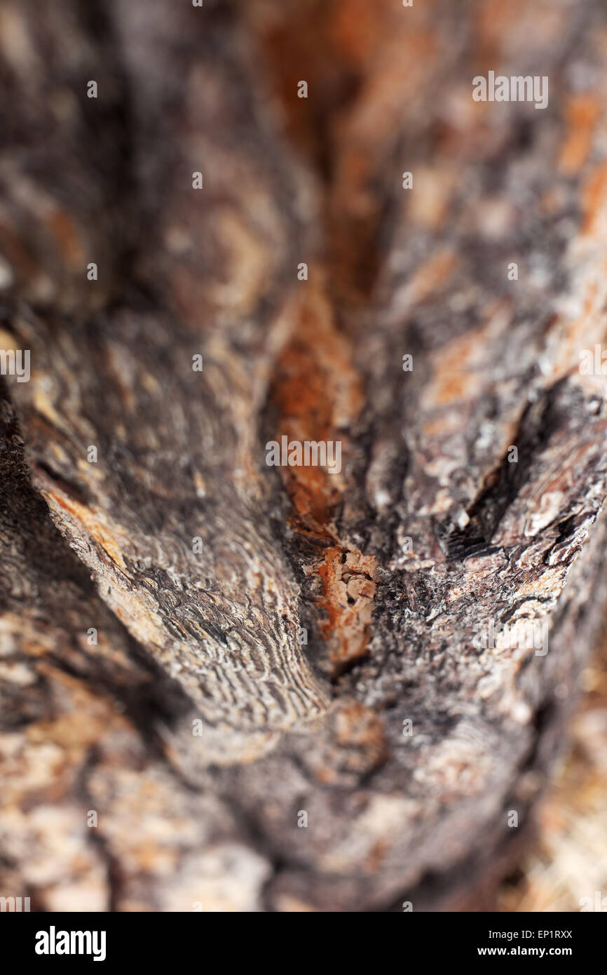 Closeup of pine tree trunk with red bark, seen at an angle Stock Photo ...