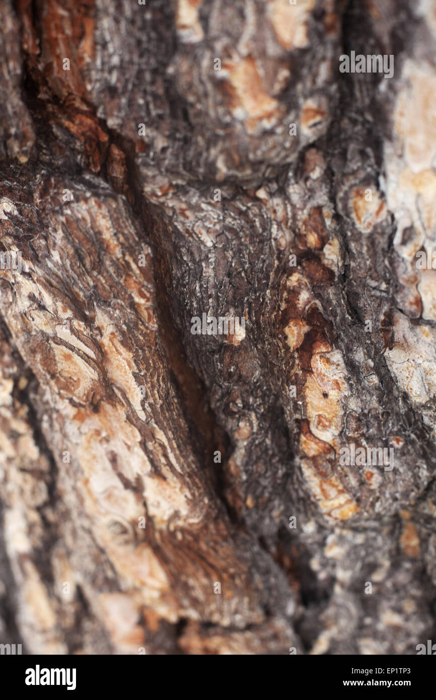 Bark pine tree trunk texture hi-res stock photography and images - Alamy