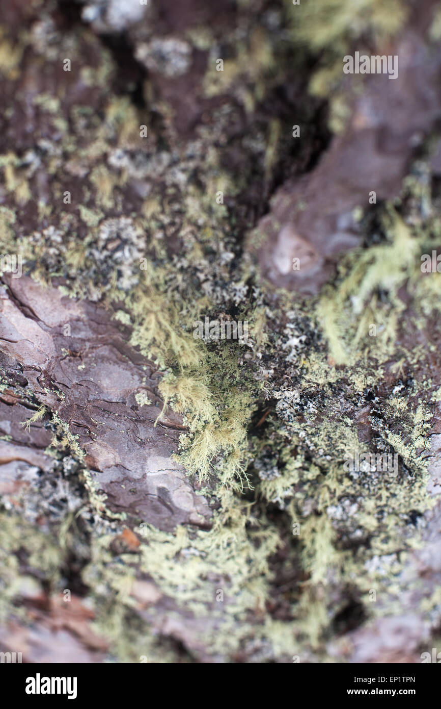 Closeup of alpine pine tree trunk with bark covered by lichens and moss ...