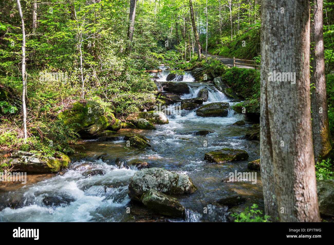 Smith Creek, Anna Ruby Falls, Chattahoochee-Oconee National Forest ...