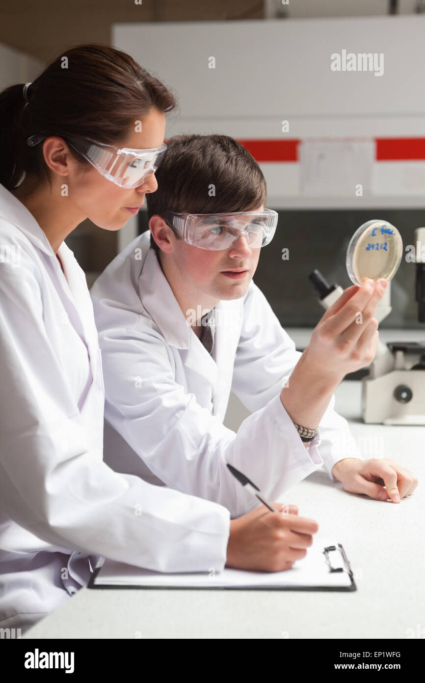 Portrait of focused students in science looking at a Petri dish Stock ...