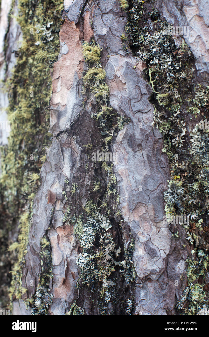 Closeup of alpine pine tree trunk with bark covered by lichens and moss ...